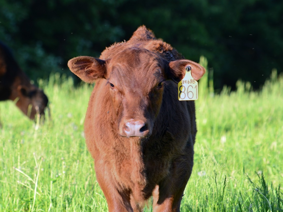 Johnson Family Cattle Company