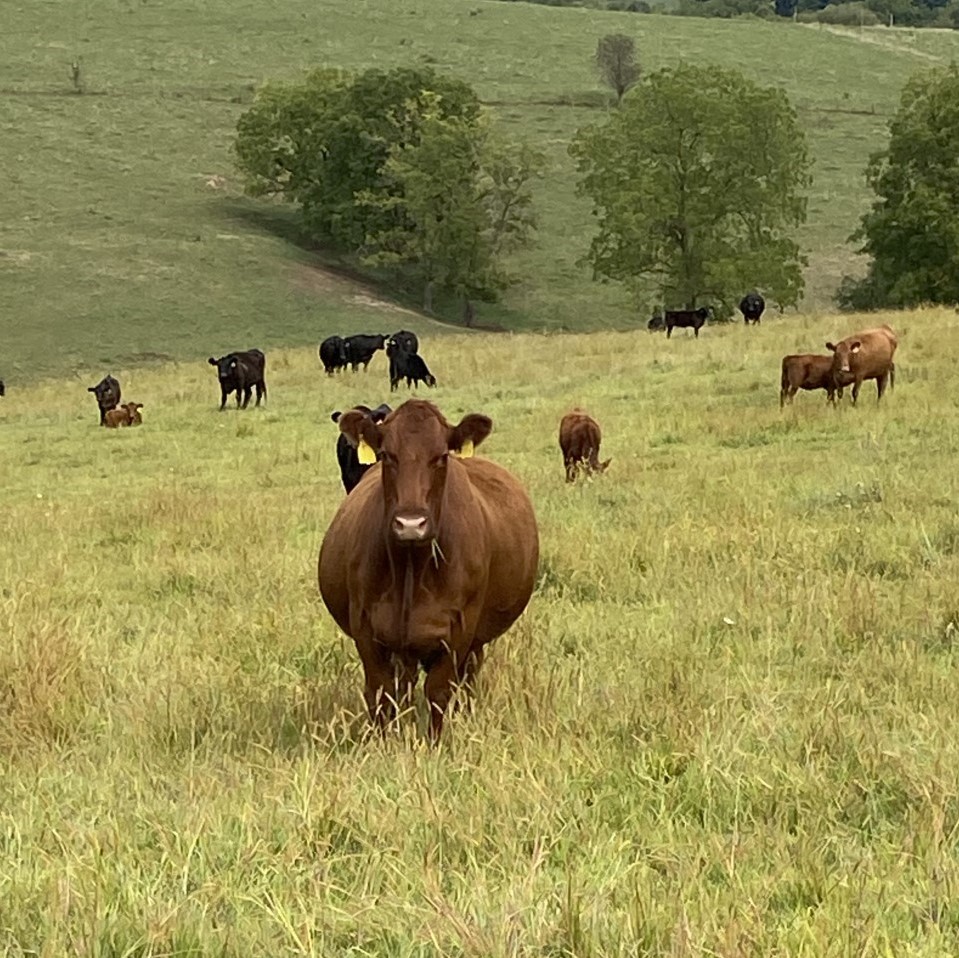Mitchell Family Favorite Cranberry Meatballs