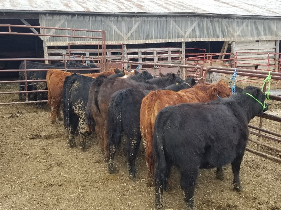 Spring Creeks Cattle Company