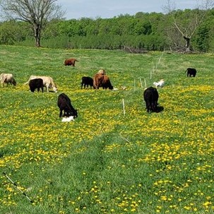Pierce Family Livestock