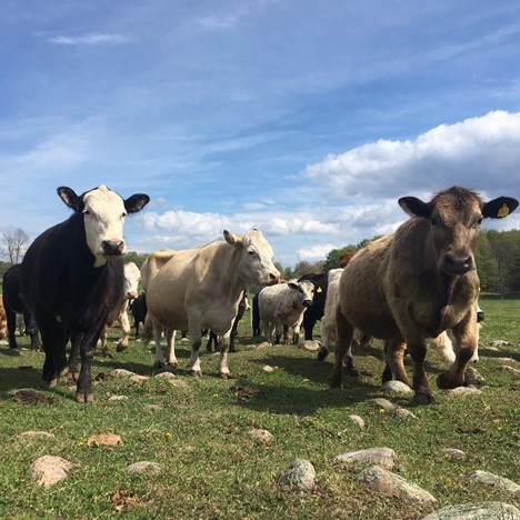 Pierce Family Livestock